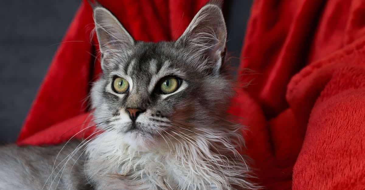 La importancia del seguro para tu gato australiano Mist en 2025