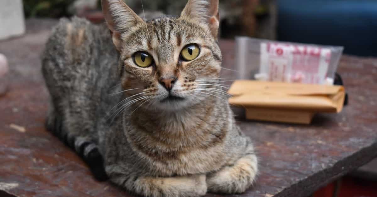 La importancia del seguro para tu gato australiano Mist en 2025